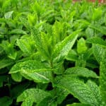 9 Plants That Repel Moths (Plants Moths Hate) - Pond Informer