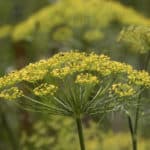 25 Plants That Repel Pests (Plants Pests Hate) - Pond Informer