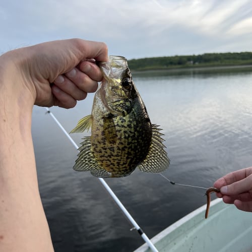 List of Fish Species in Rainy Lake (Updated) - Pond Informer