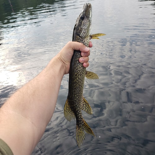 List of Fish Species in Rainy Lake (Updated) - Pond Informer