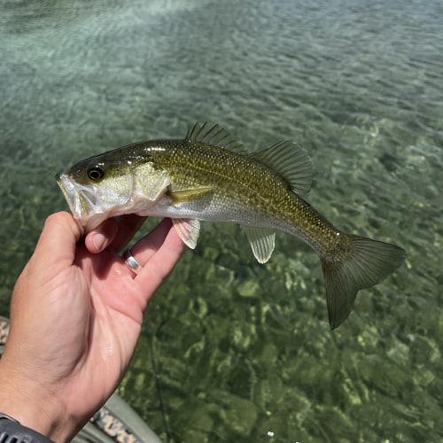 List of Fish Species in Rainy Lake (Updated) - Pond Informer