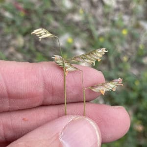 11 Native Grasses for Texas Gardens (ID + Pics) - Pond Informer