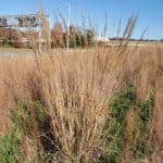 11 Native Grasses for Texas Gardens (ID + Pics) - Pond Informer