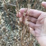 11 Native Grasses for Texas Gardens (ID + Pics) - Pond Informer