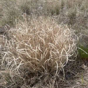 11 Native Grasses for Texas Gardens (ID + Pics) - Pond Informer