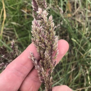 11 Native Grasses for Texas Gardens (ID + Pics) - Pond Informer