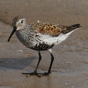 38 Must-See Water Birds in Oregon (ID + Pictures) - Pond Informer
