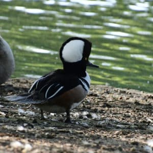 38 Must-See Water Birds in Oregon (ID + Pictures) - Pond Informer