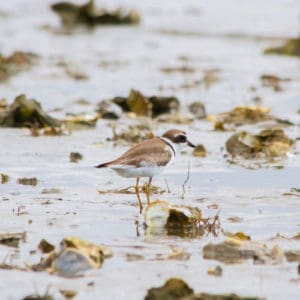 38 Must-See Water Birds in Oregon (ID + Pictures) - Pond Informer