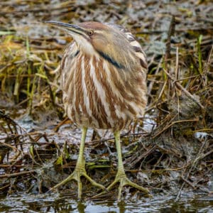 40 Must-See Water Birds in Pennsylvania 2023 (ID + Pictures) - Pond ...