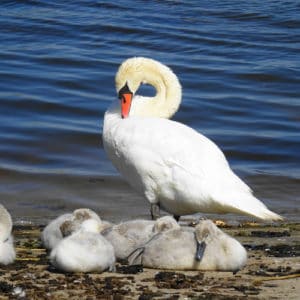 40 Must-See Water Birds in Pennsylvania 2023 (ID + Pictures) - Pond ...