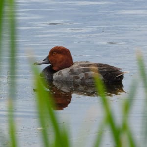 40 Must-See Water Birds in Pennsylvania 2023 (ID + Pictures) - Pond ...