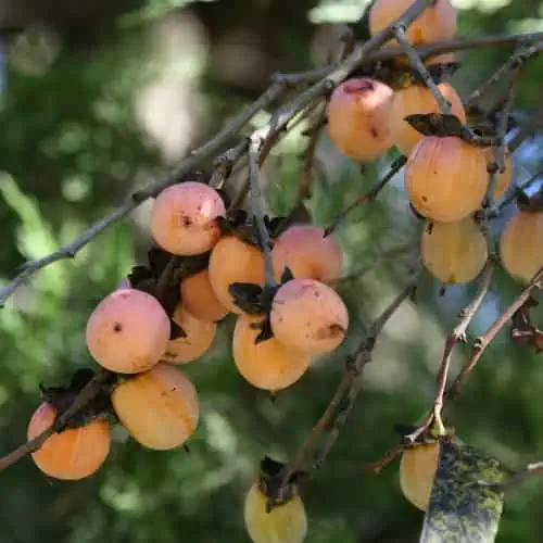 10 Best Water Loving Fruit Trees (Top Species) - Pond Informer