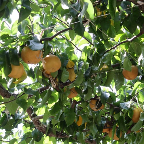 10 Best Water Loving Fruit Trees (Top Species) - Pond Informer