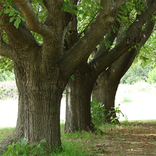 10 Best Water Loving Fruit Trees (Top Species) - Pond Informer