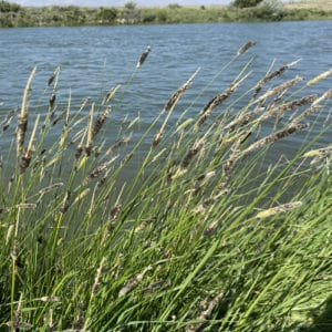 15 Water Loving Grasses (Water Tolerant Species) - Pond Informer