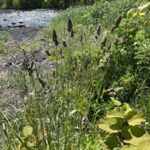 15 Water Loving Grasses (Water Tolerant Species) - Pond Informer