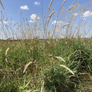 15 Water Loving Grasses (Water Tolerant Species) - Pond Informer