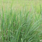 15 Water Loving Grasses (Water Tolerant Species) - Pond Informer