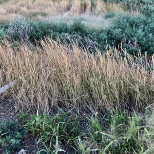 15 Water Loving Grasses (Water Tolerant Species) - Pond Informer