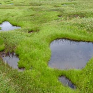 11 Surprising Wetland Plant Adaptations [Pics & Facts] - Pond Informer