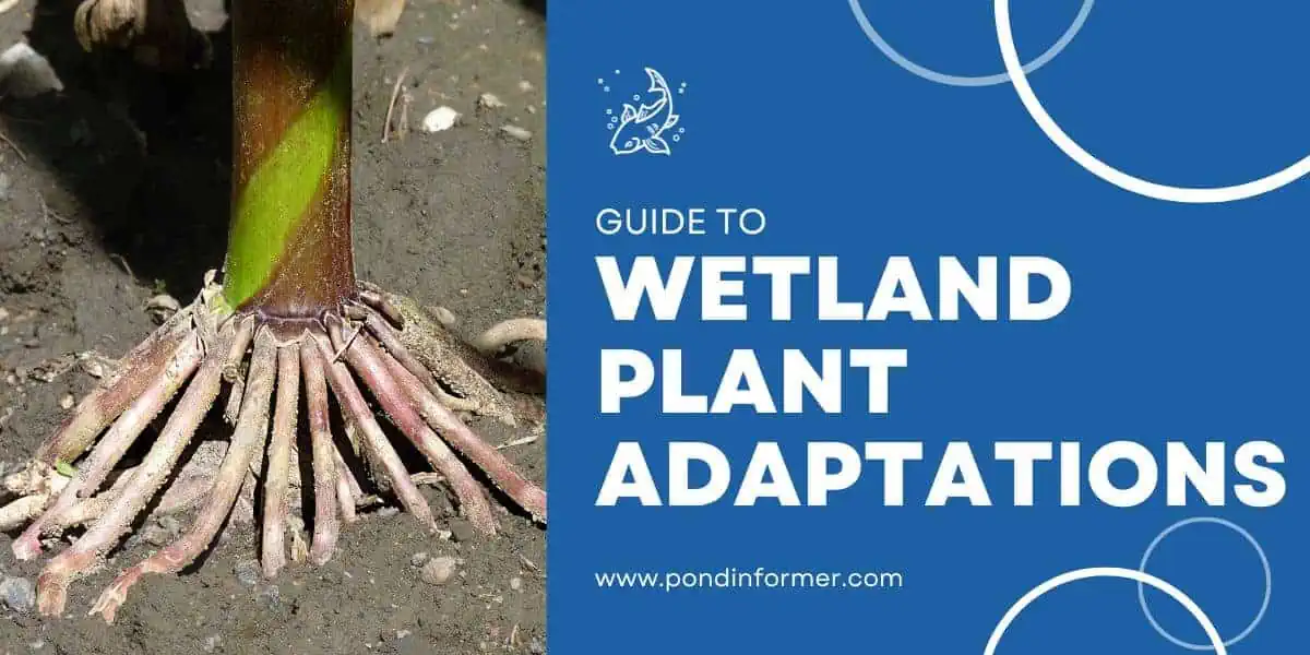 11 Surprising Wetland Plant Adaptations [Pics & Facts] - Pond Informer