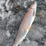 Types of Whitefish Species (ID + Pics) - Pond Informer