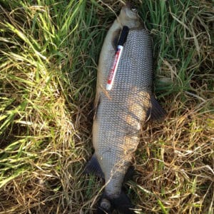 Types of Whitefish Species (ID + Pics) - Pond Informer