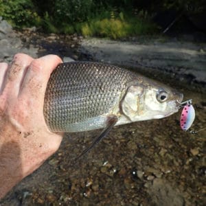 Types of Whitefish Species (ID + Pics) - Pond Informer