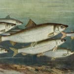 Types of Whitefish Species (ID + Pics) - Pond Informer