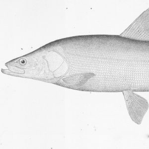 Types of Whitefish Species (ID + Pics) - Pond Informer