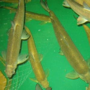 Types of Whitefish Species (ID + Pics) - Pond Informer