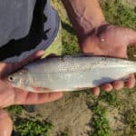 Types of Whitefish Species (ID + Pics) - Pond Informer