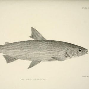 Types of Whitefish Species (ID + Pics) - Pond Informer