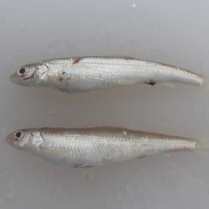 Types of Whitefish Species (ID + Pics) - Pond Informer