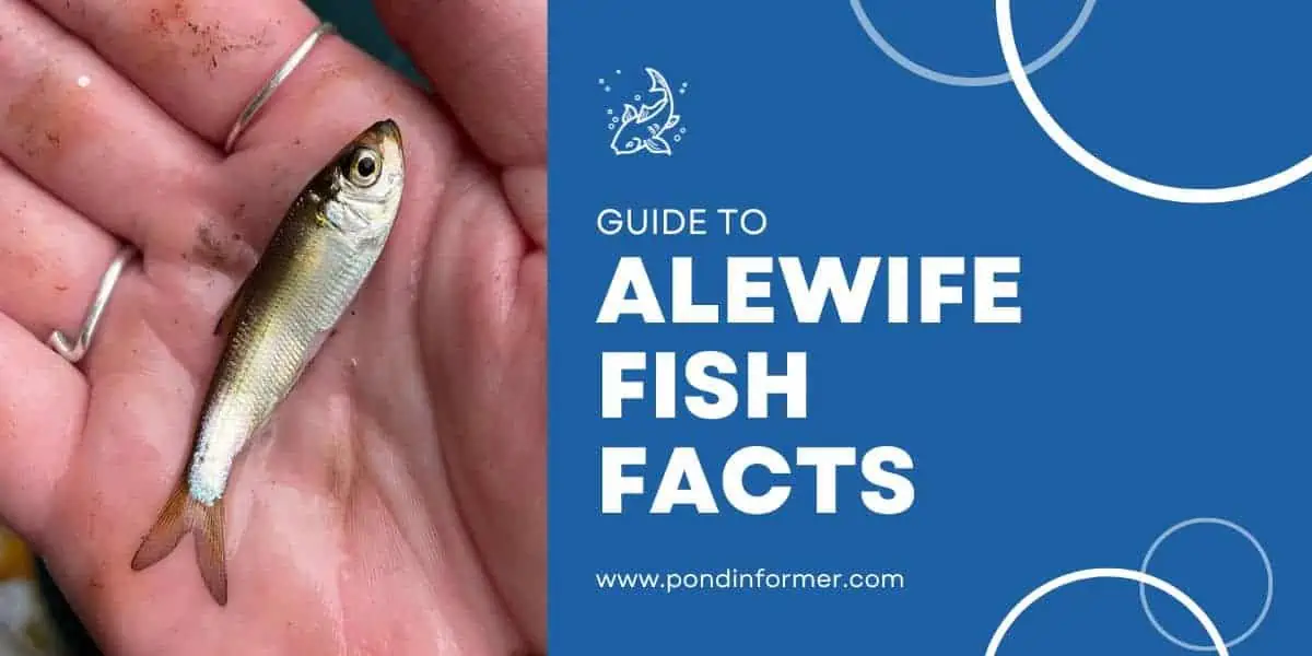 Guide to the Alewife (Alosa pseudoharengus) - Pond Informer