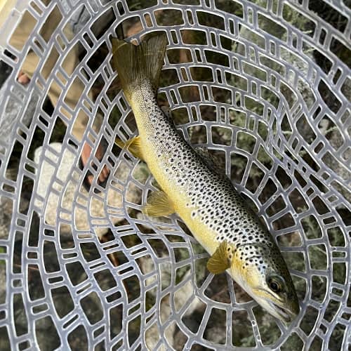 Fish Species in the American Falls Reservoir [Updated] - Pond Informer