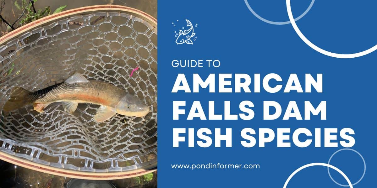 Fish Species in the American Falls Reservoir [Updated] - Pond Informer
