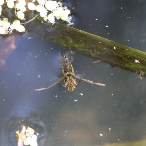 9 Types of Animals That Live in Rivers & Streams - Pond Informer