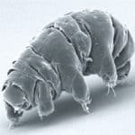 9 Types of Animals That Live in Rivers & Streams - Pond Informer