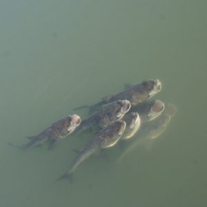 9 Types of Animals That Live in Rivers & Streams - Pond Informer