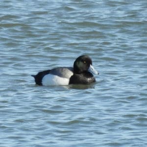 9 Types of Animals That Live in Rivers & Streams - Pond Informer