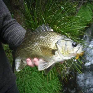 26 Types of Bass Species (ID + Pictures) - Pond Informer