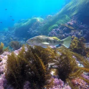 26 Types of Bass Species (ID + Pictures) - Pond Informer