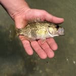 26 Types of Bass Species (ID + Pictures) - Pond Informer