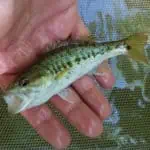 26 Types of Bass Species (ID + Pictures) - Pond Informer