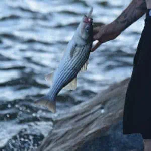 26 Types of Bass Species (ID + Pictures) - Pond Informer