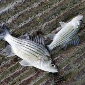 26 Types of Bass Species (ID + Pictures) - Pond Informer