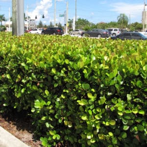 10 Best Native Shrubs for Florida Gardens - Pond Informer
