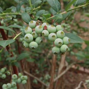 10 Best Native Shrubs for Florida Gardens - Pond Informer